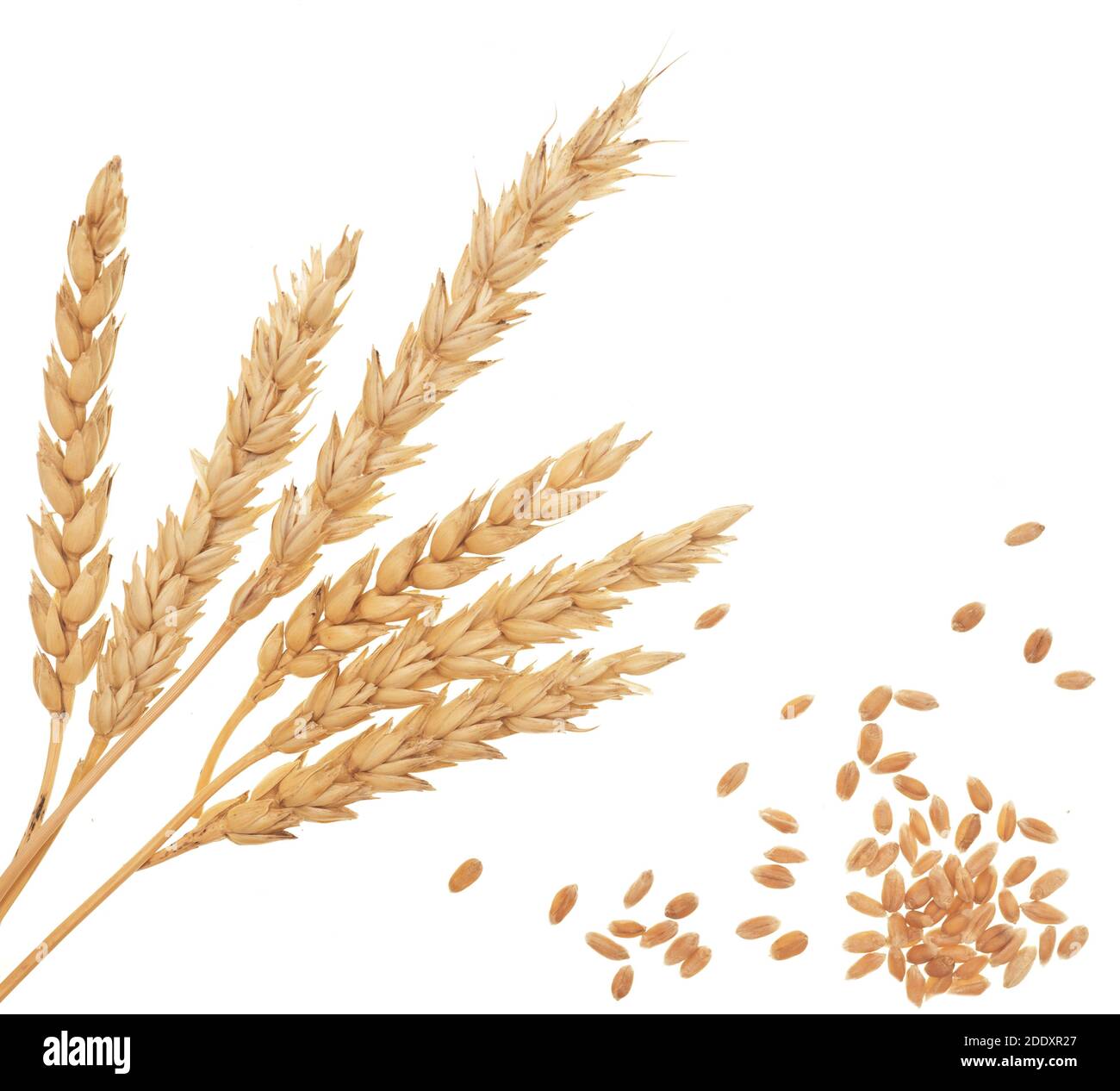 Wheat isolated on white background Stock Photo - Alamy