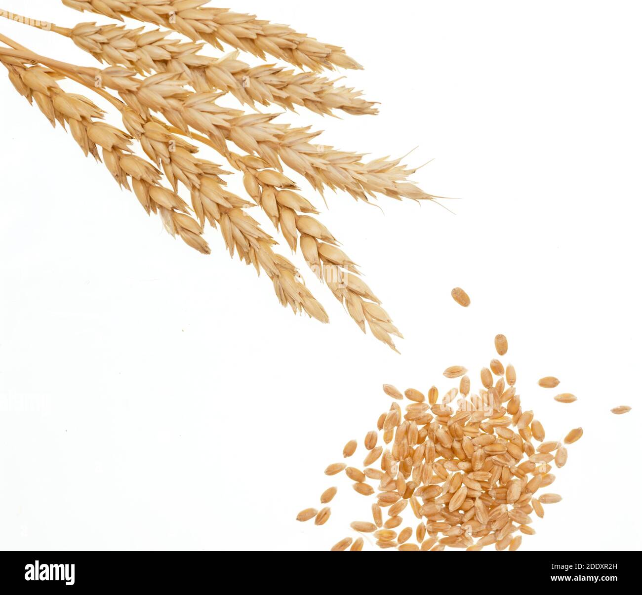 Wheat isolated on white background Stock Photo - Alamy