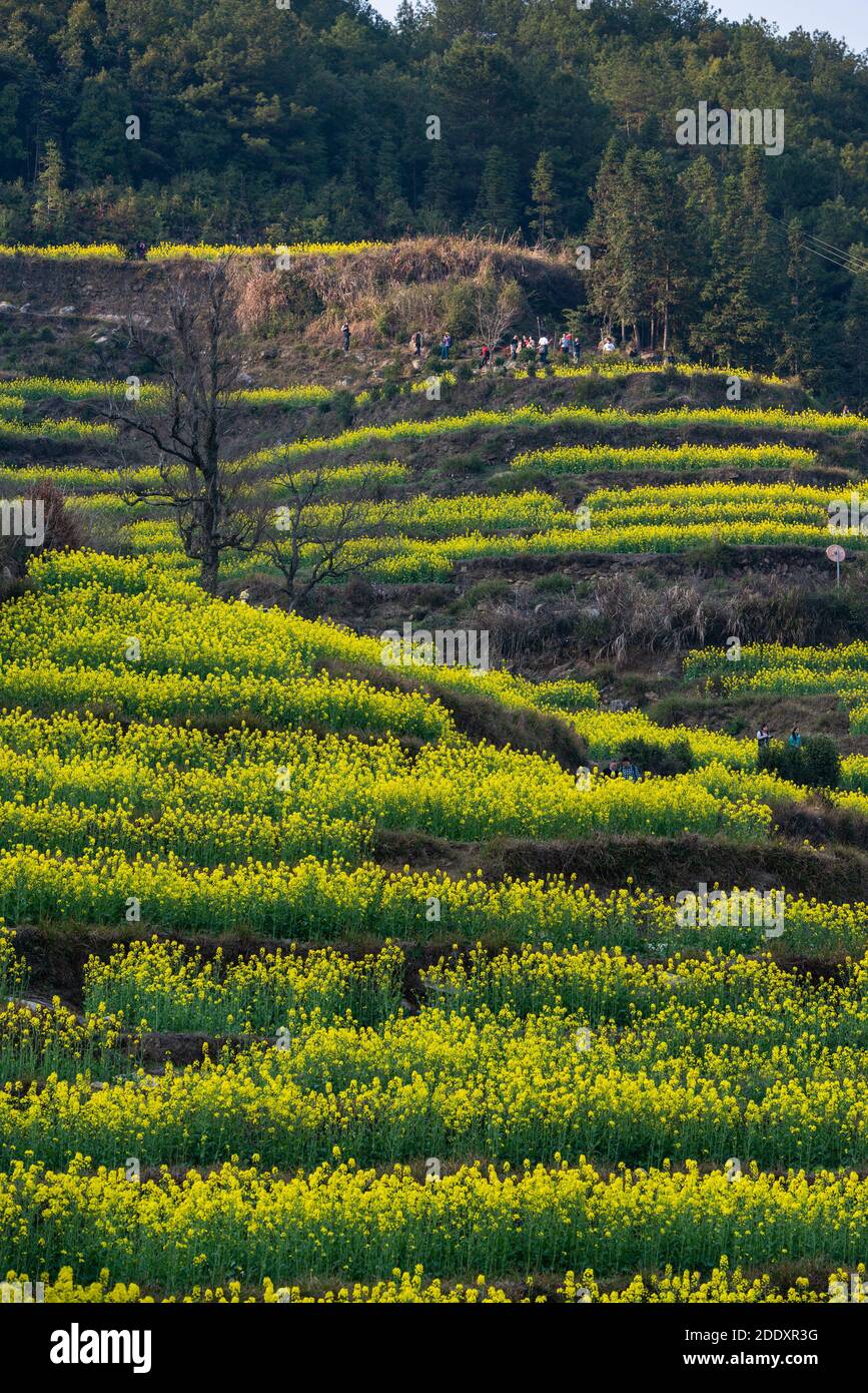 Jiangxi wuyuan Jiang Ling natural scenery Stock Photo - Alamy