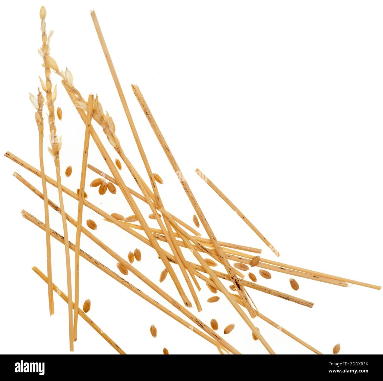 Wheat straw isolated on white background Stock Photo - Alamy