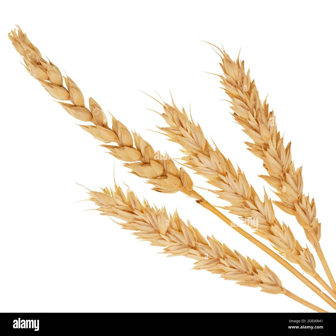 Wheat isolated on white background Stock Photo - Alamy