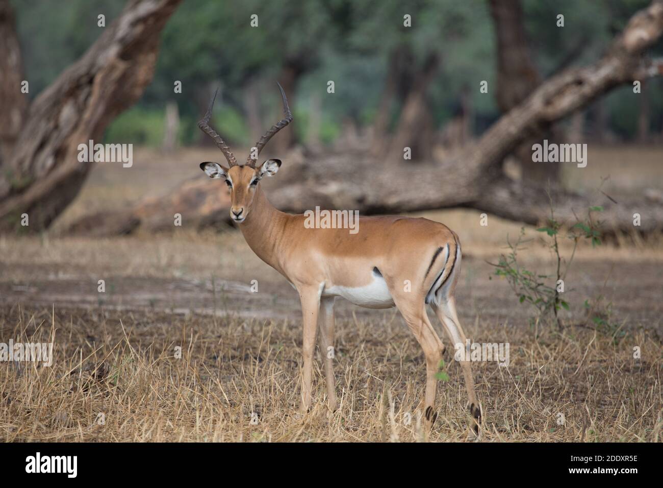 Impala ram on the Zambezi flood plain in Mana Pools National Park ...