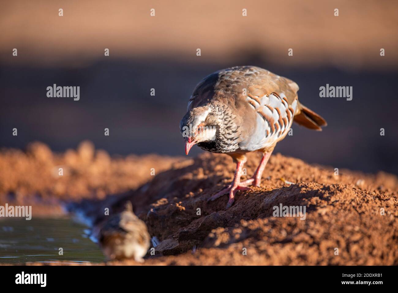 Red-legged partridge (Alectoris rufa Stock Photo - Alamy