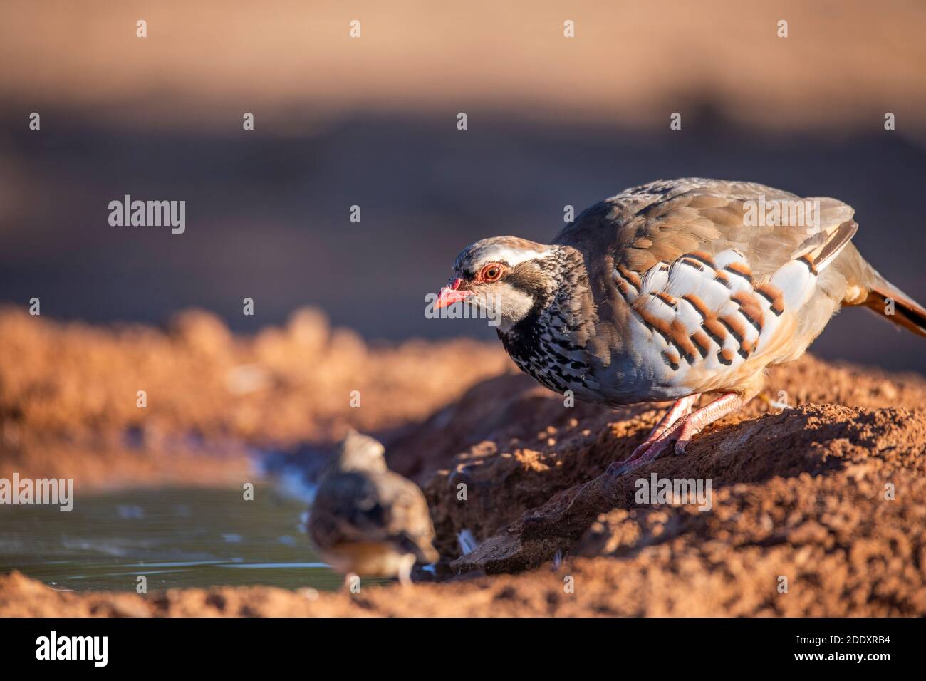 Red-legged partridge (Alectoris rufa Stock Photo - Alamy