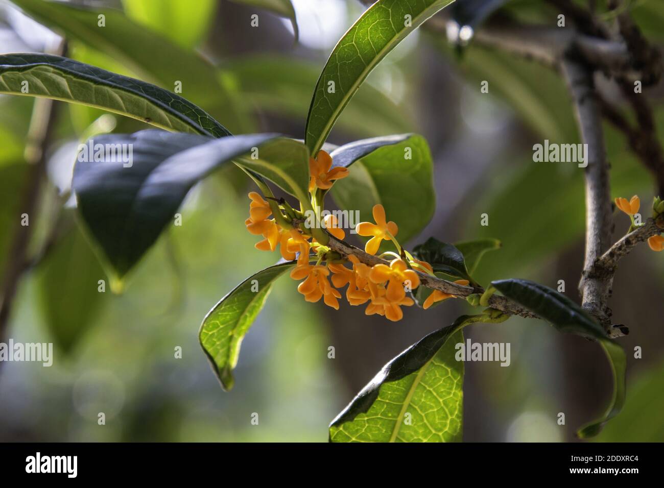Osmanthus High Resolution Stock Photography and Images - Alamy