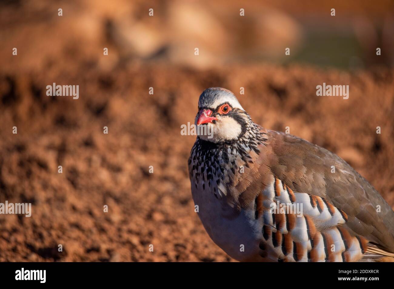 Red-legged partridge (Alectoris rufa Stock Photo - Alamy