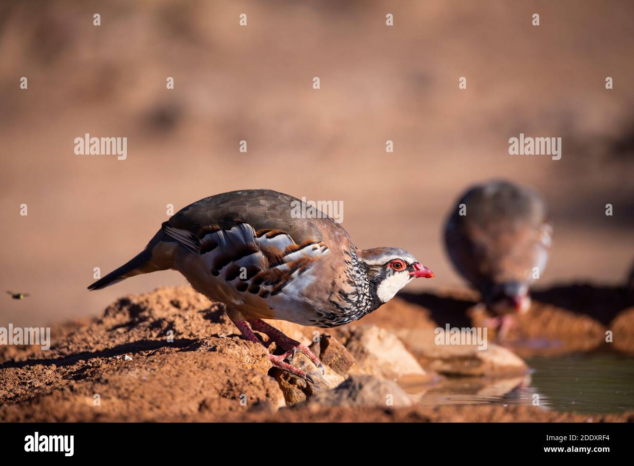 Red-legged partridge (Alectoris rufa Stock Photo - Alamy