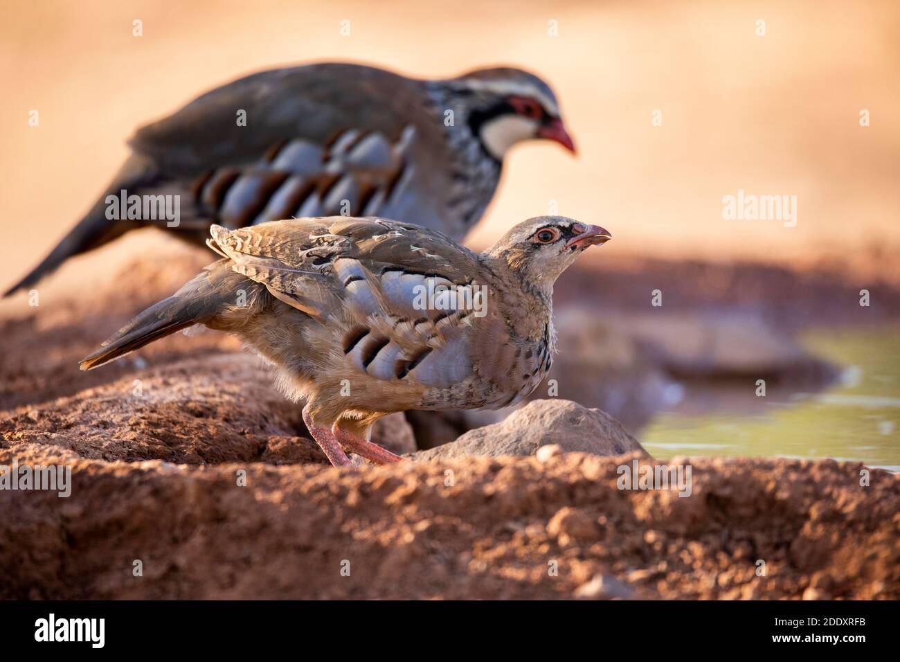 Red-legged partridge (Alectoris rufa Stock Photo - Alamy