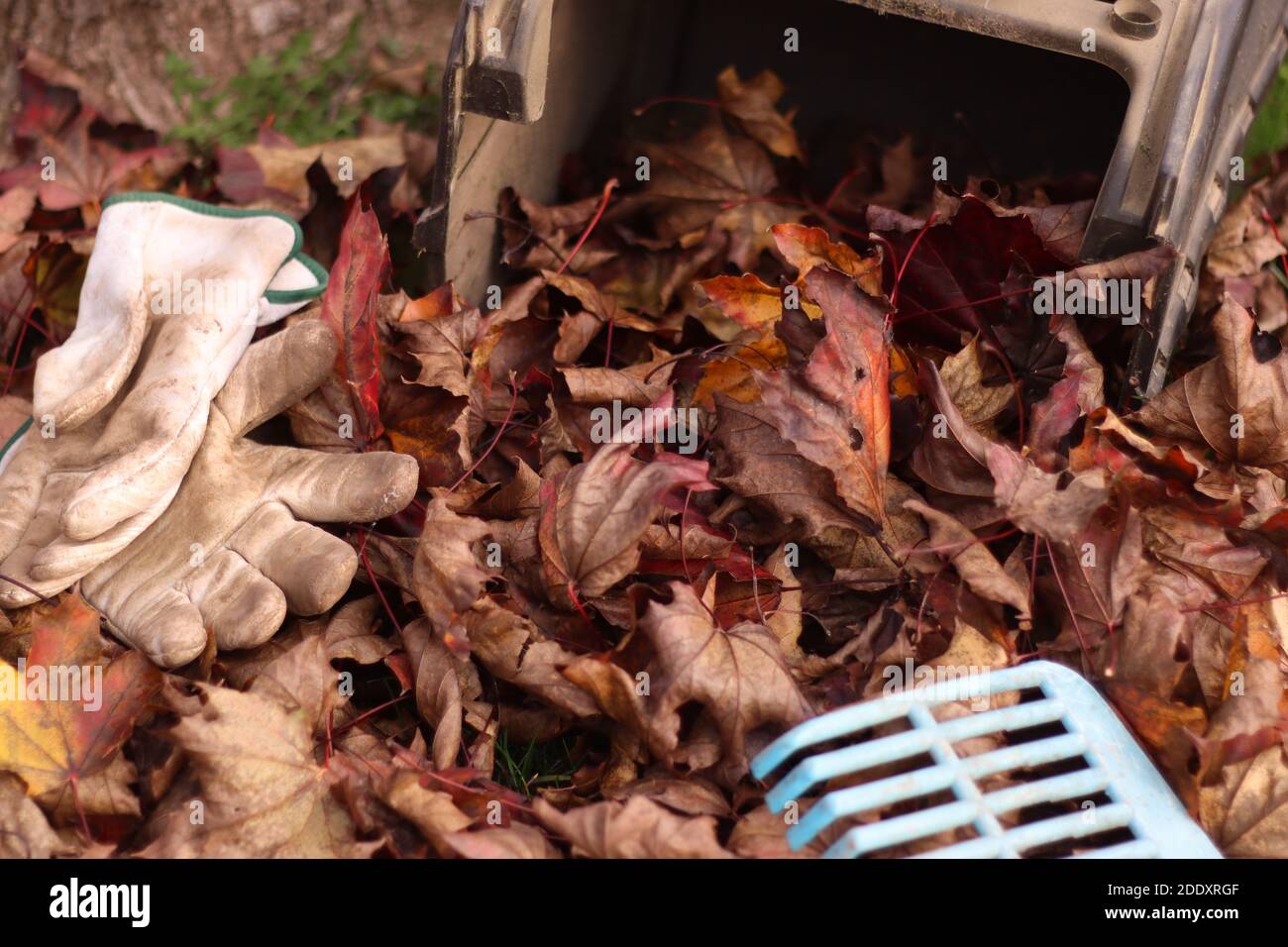 Harvesting leaves rake dry hi-res stock photography and images - Alamy