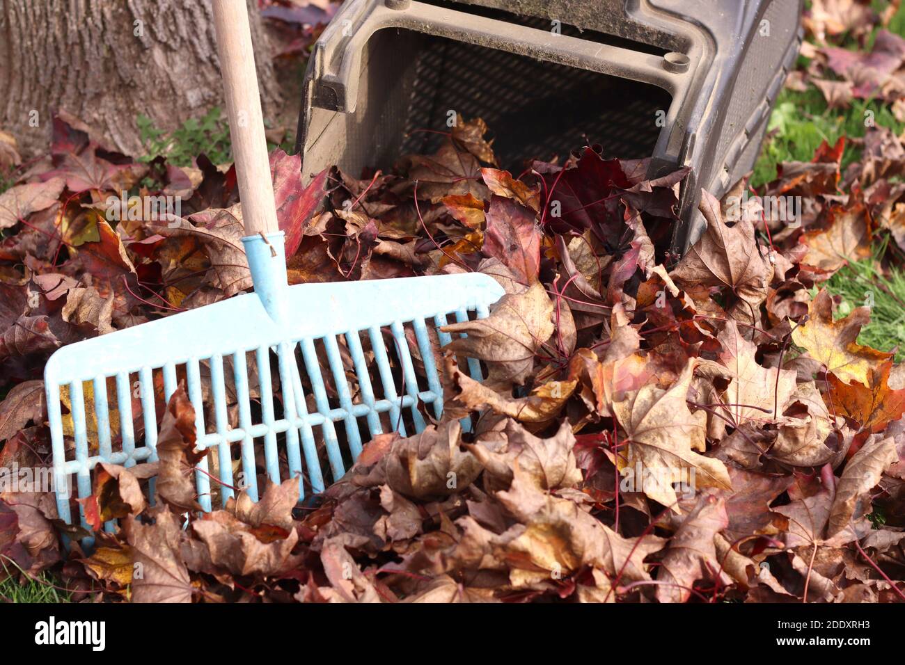 Harvesting leaves rake dry hi-res stock photography and images - Alamy