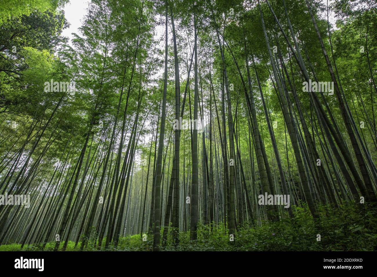 The cloud diameter of bamboo hi-res stock photography and images - Alamy