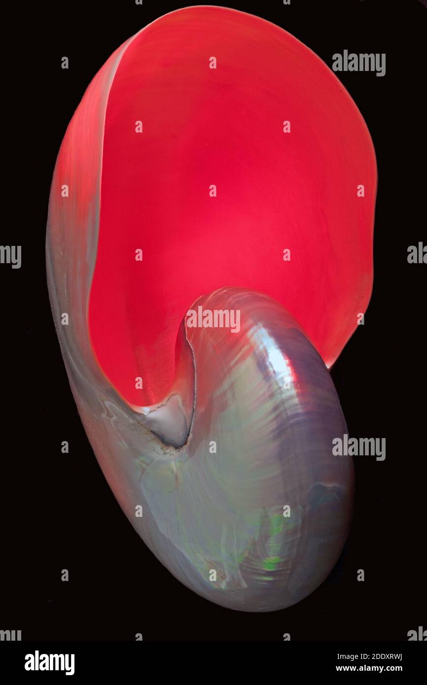 Shell,nacre and red light Stock Photo - Alamy