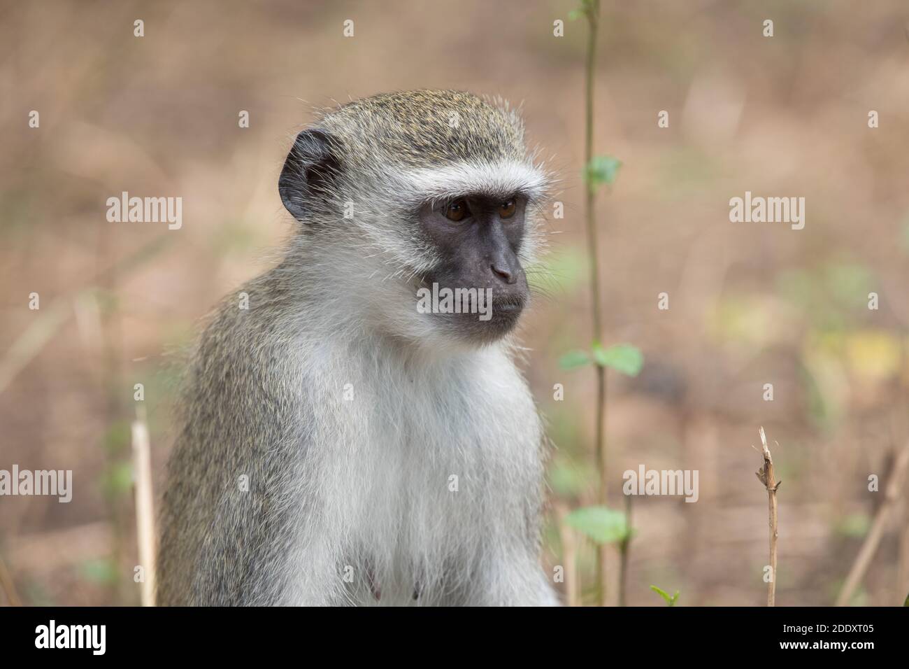 Vervet Monkey (Chlorocebus pygerythrus) at Nyamepi campsite, Mana Pools ...