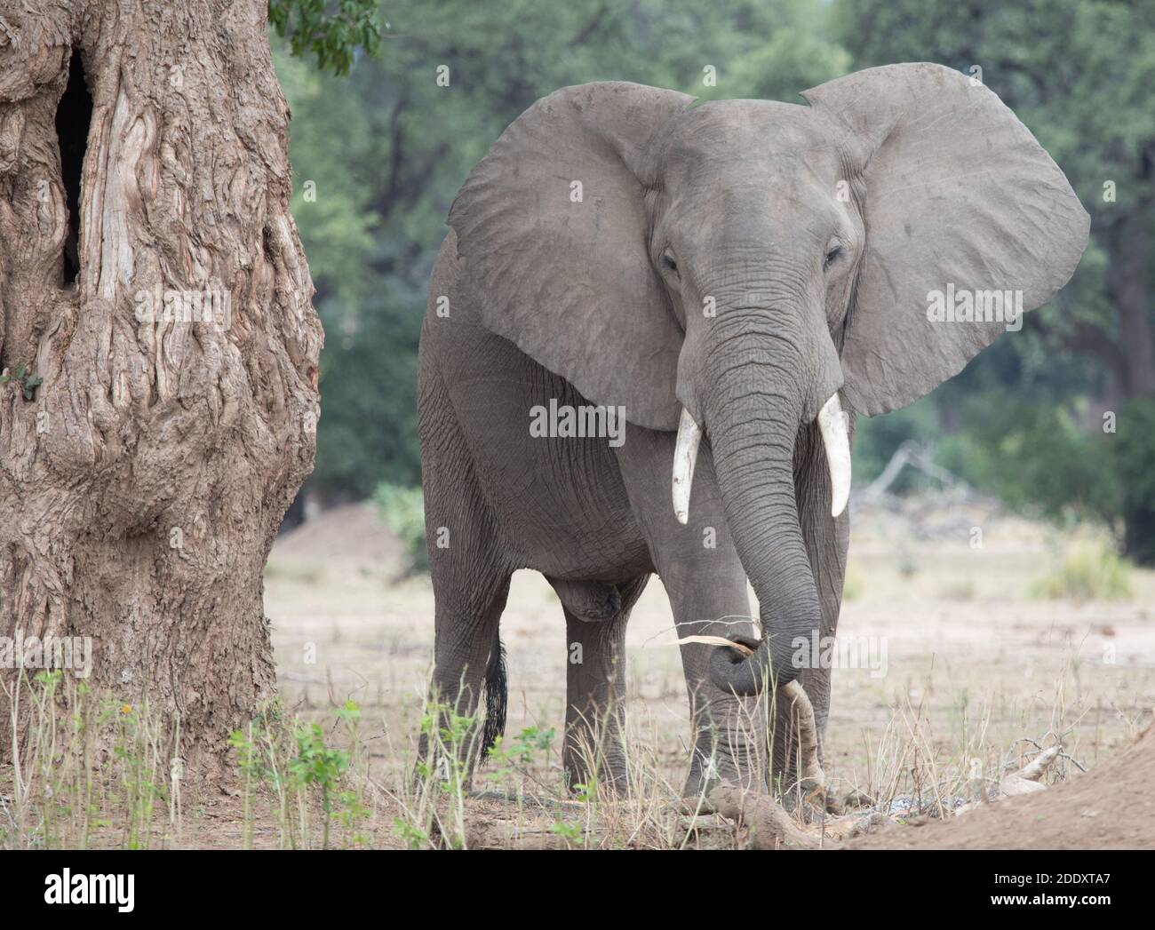 Bull elephant holding small tree branch with its trunk. Mana Pools ...