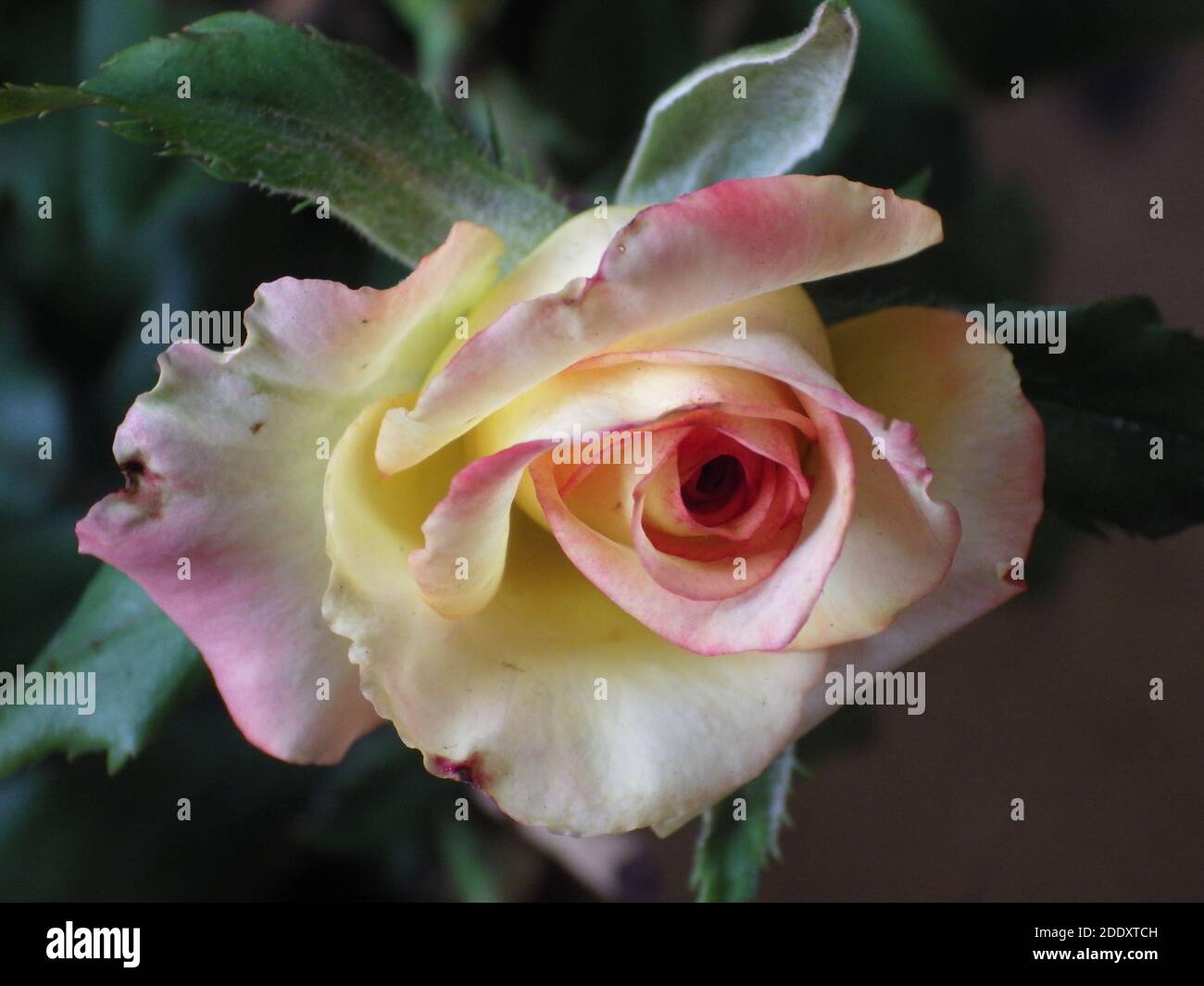 A top view of a beautiful blooming single rose flower in blossom Stock ...