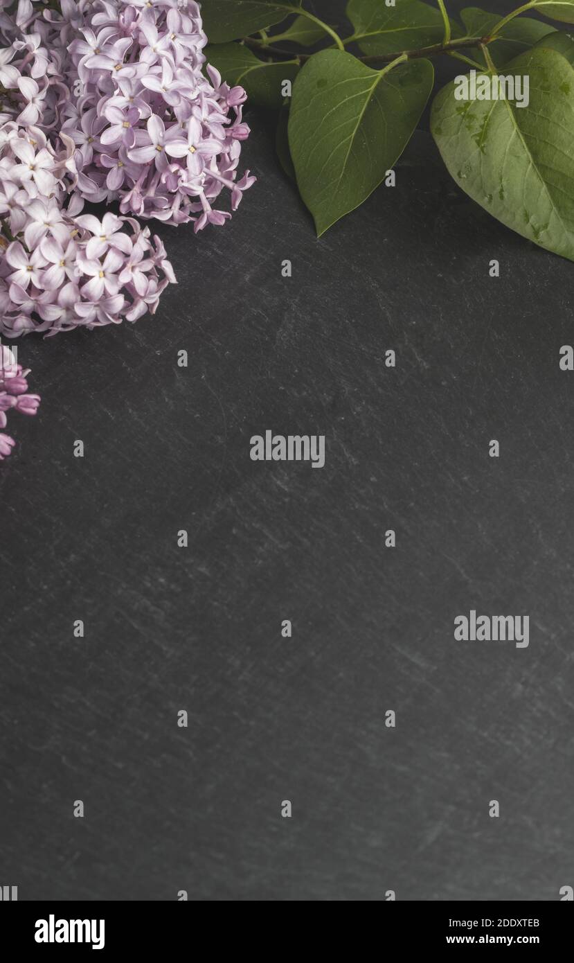 Lilo Flowers High Resolution Stock Photography and Images - Alamy