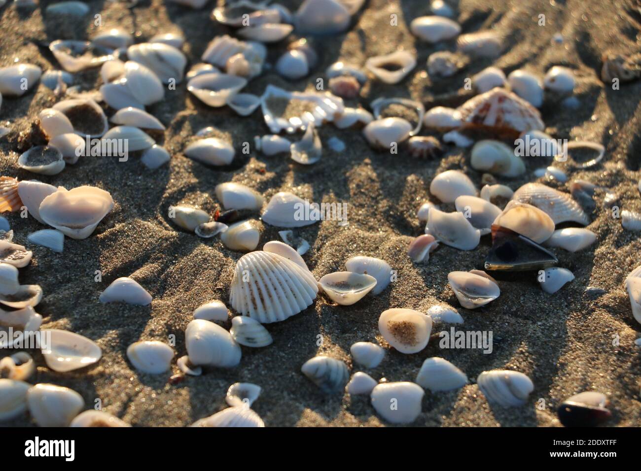 Translucent shells hi-res stock photography and images - Alamy