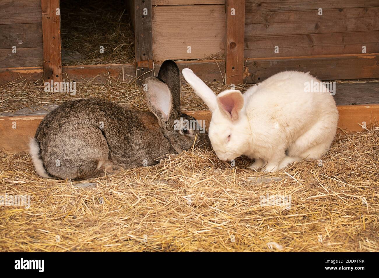 Grey rabbits hi-res stock photography and images - Alamy