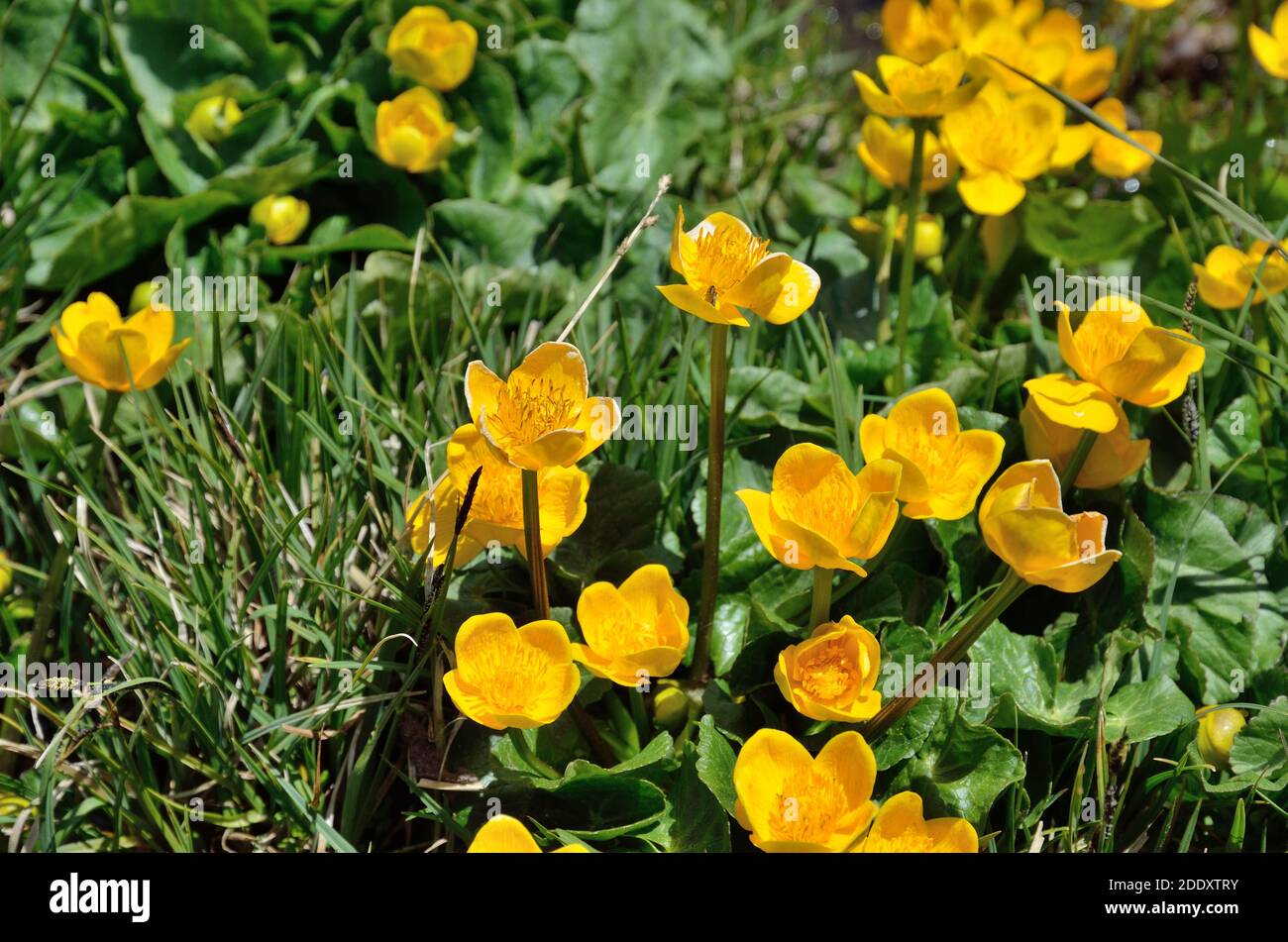 Flora of the pyrenees hi-res stock photography and images - Alamy