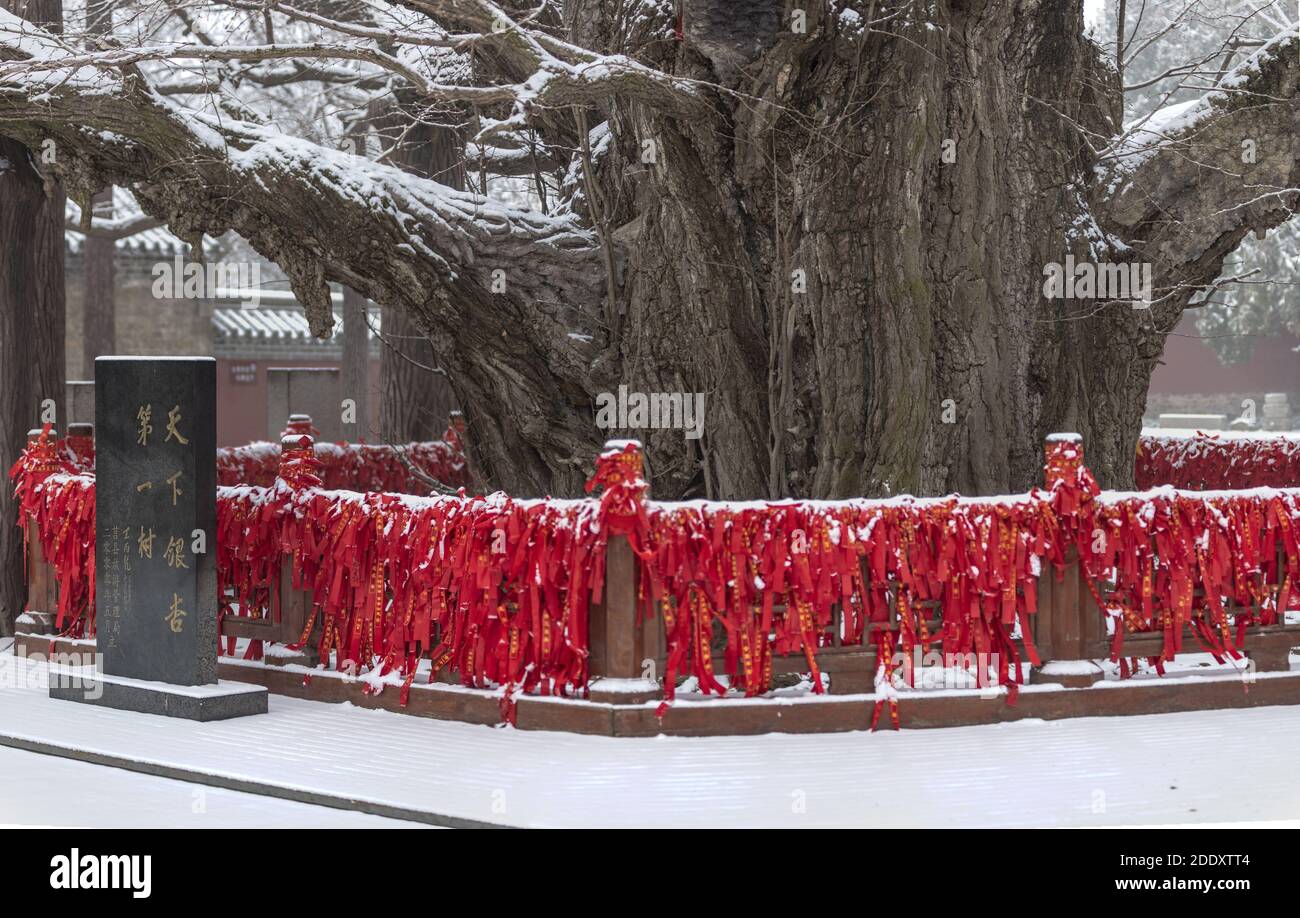 Heavy snow in the ginkgo tree Stock Photo - Alamy