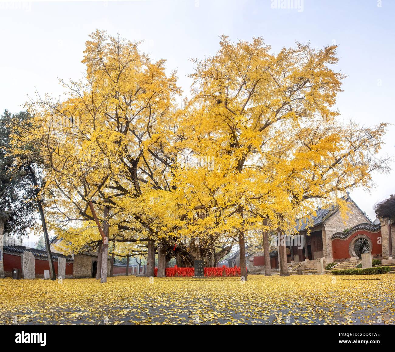 Golden ginkgo tree Stock Photo - Alamy