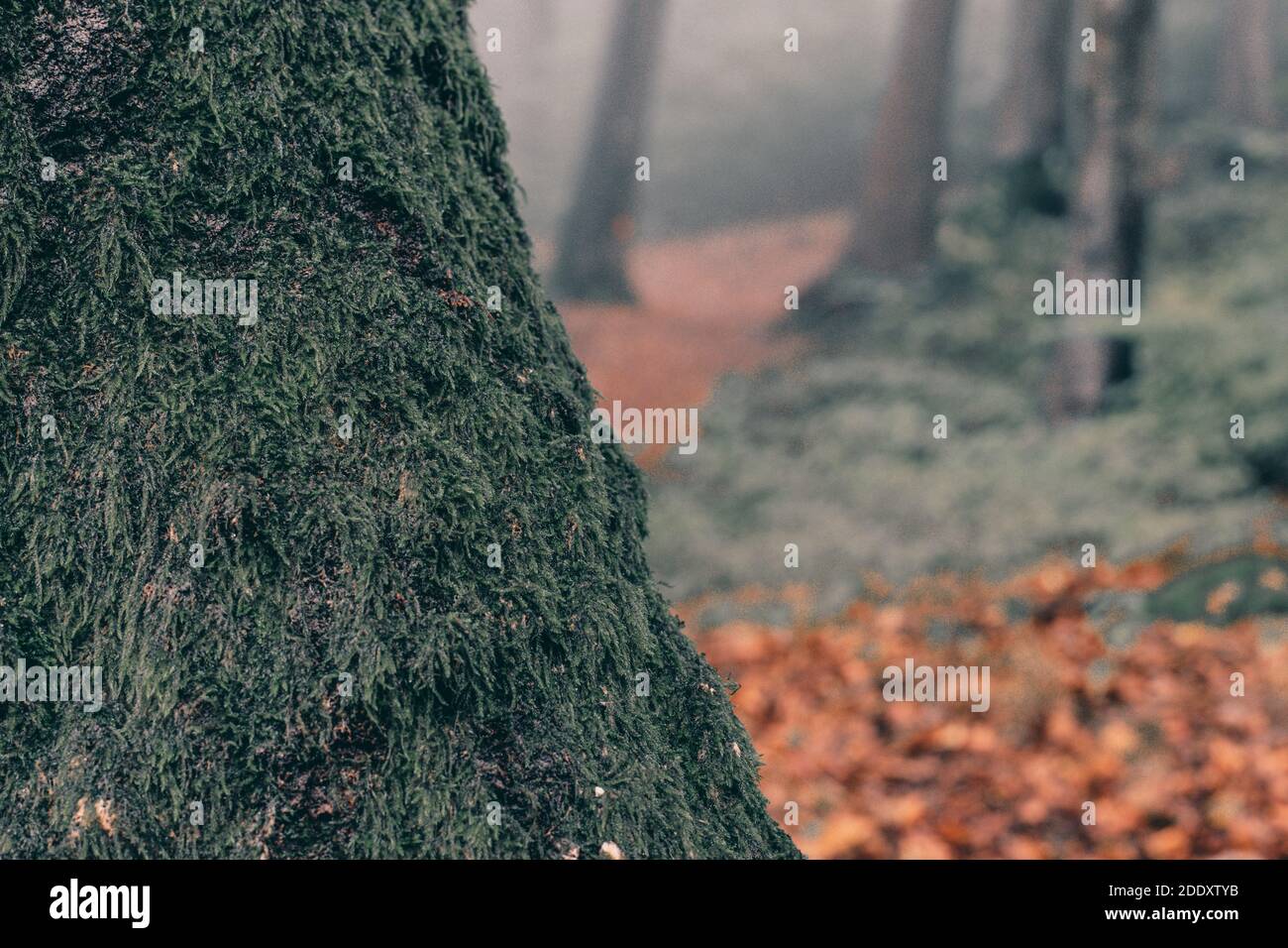 the forest with green trees red leaves and rocks in Thuringian Forest ...