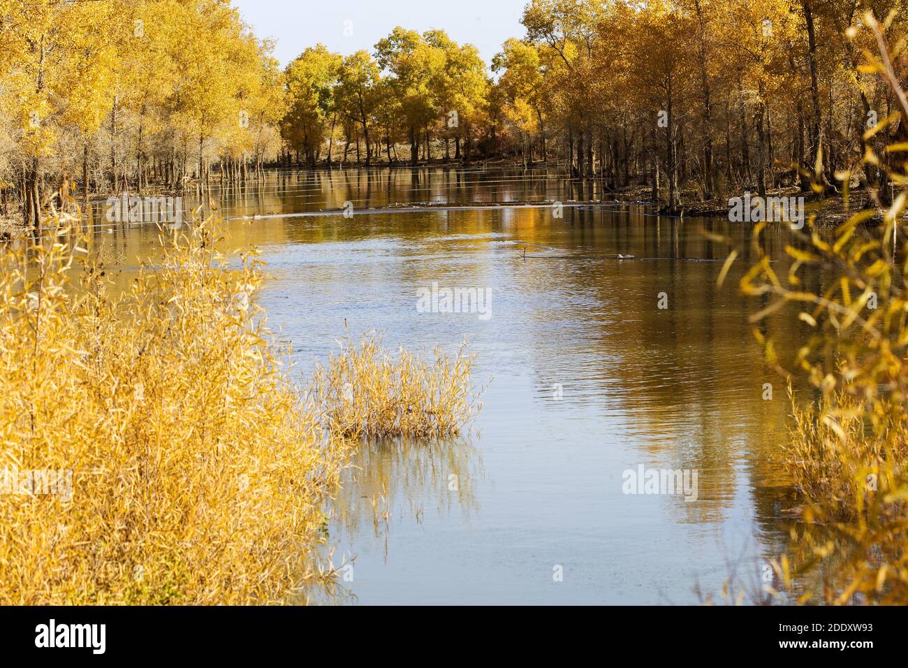 Xinjiang woods and woods hi-res stock photography and images - Alamy