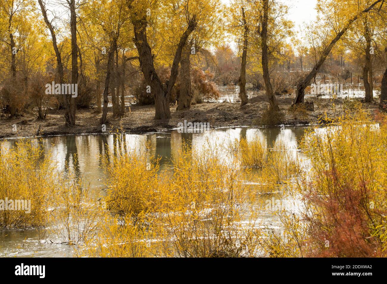 Tarim lake hi-res stock photography and images - Alamy