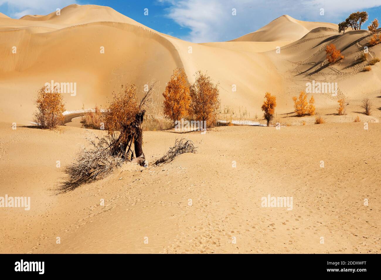 Xinjiang Desert