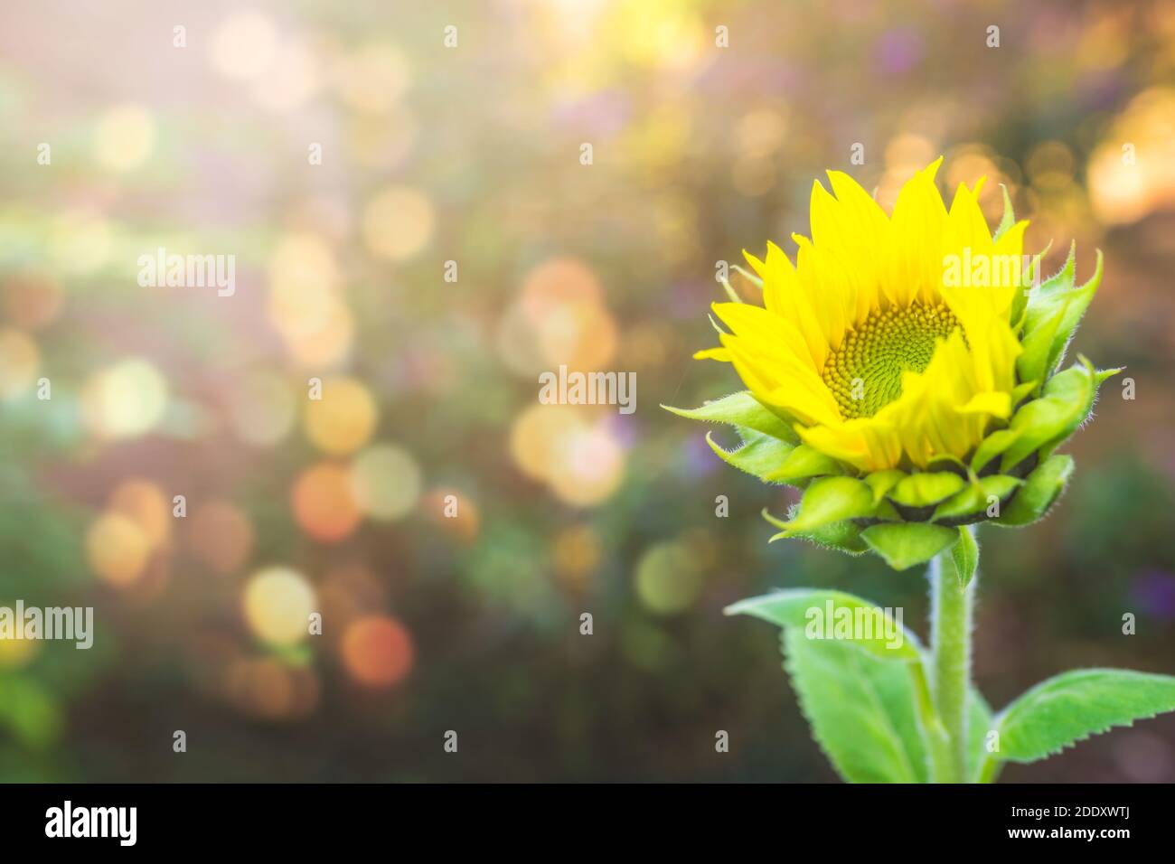 A closeup shot of sunflower with a bokeh background Stock Photo - Alamy
