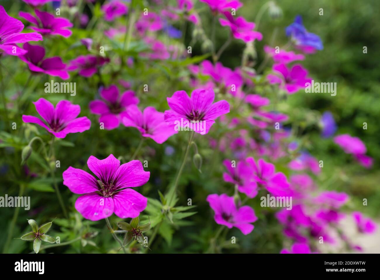 A selective focus shot of purple hybrid geranium flowers in the field ...