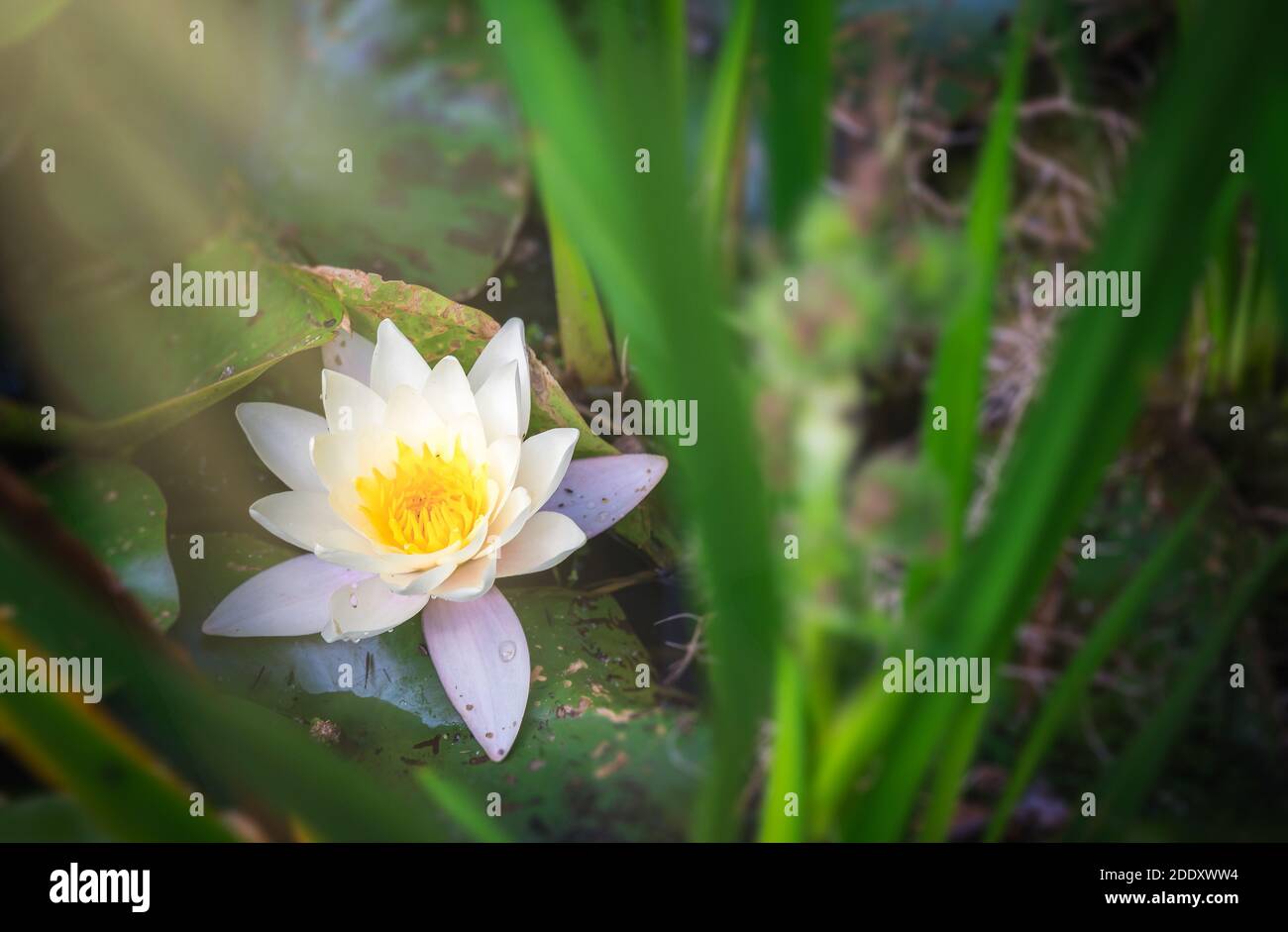 A high angle shot of water lily under the sunlight Stock Photo - Alamy