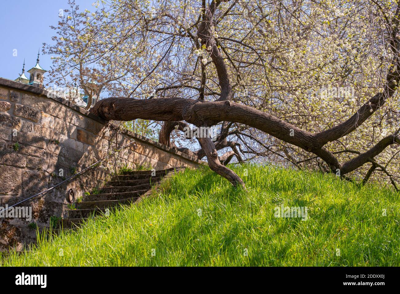 A large tree bent over the pavement, in a park during daylight Stock ...