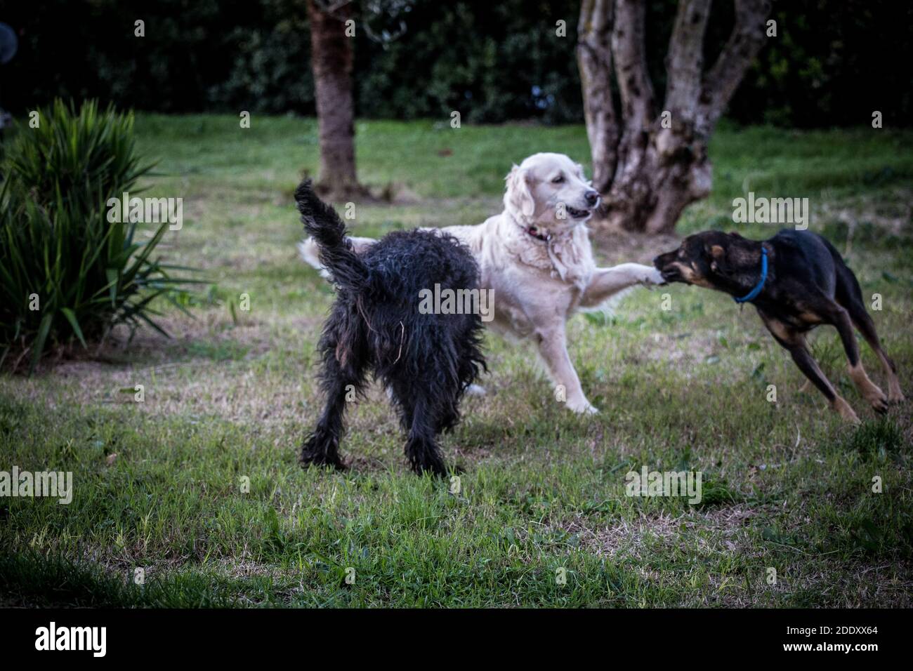 Dogs playing in the garden Stock Photo - Alamy