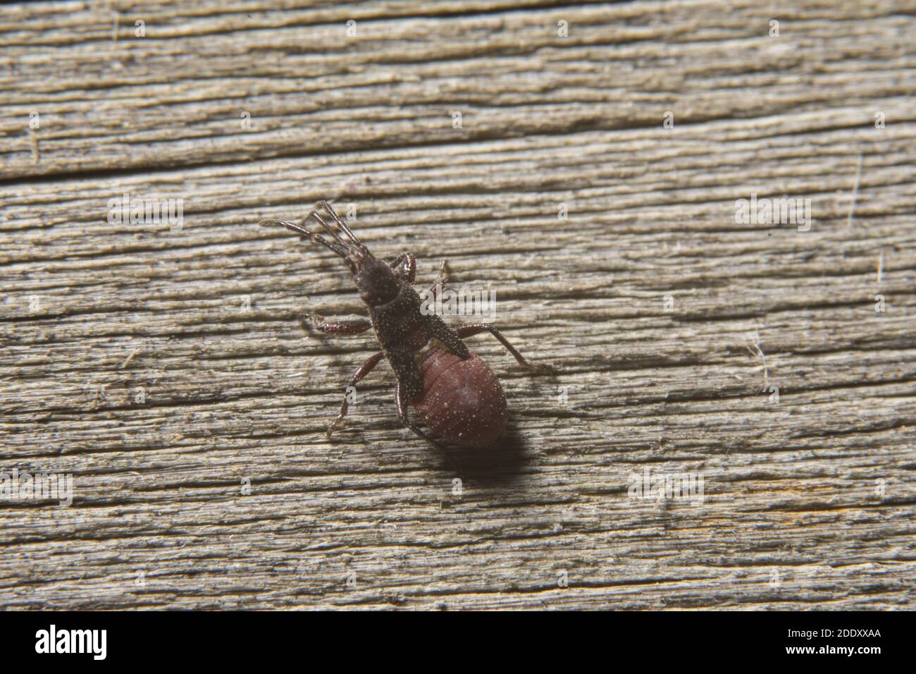 A top view closeup of a bug on a tree trunk Stock Photo - Alamy