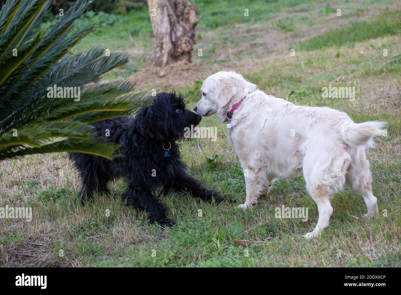 Dogs playing in the garden Stock Photo - Alamy