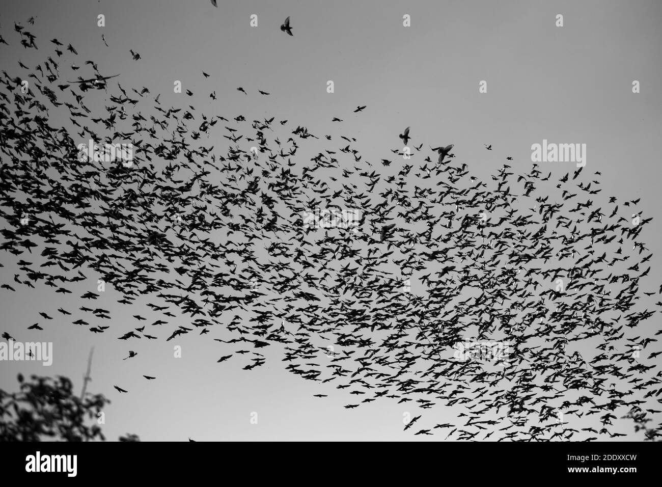 Flock birds in sky flying Black and White Stock Photos & Images - Alamy