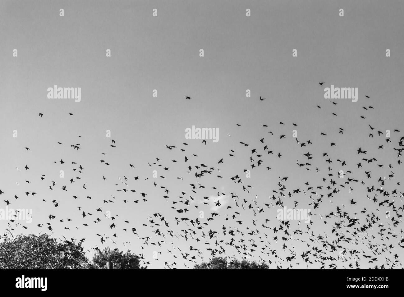Flying birds group Black and White Stock Photos & Images - Alamy