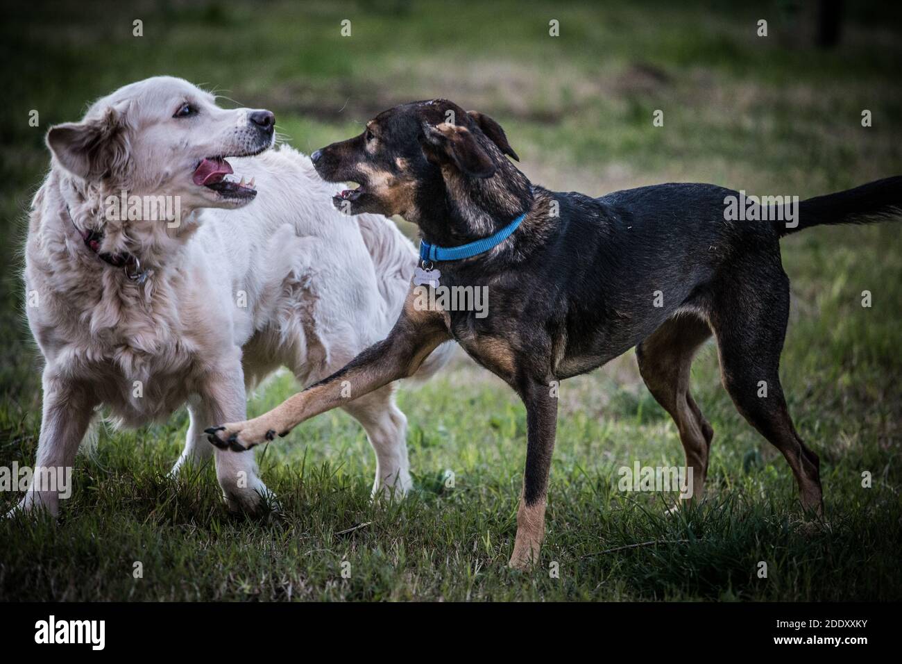 Growl Dogs High Resolution Stock Photography and Images - Alamy