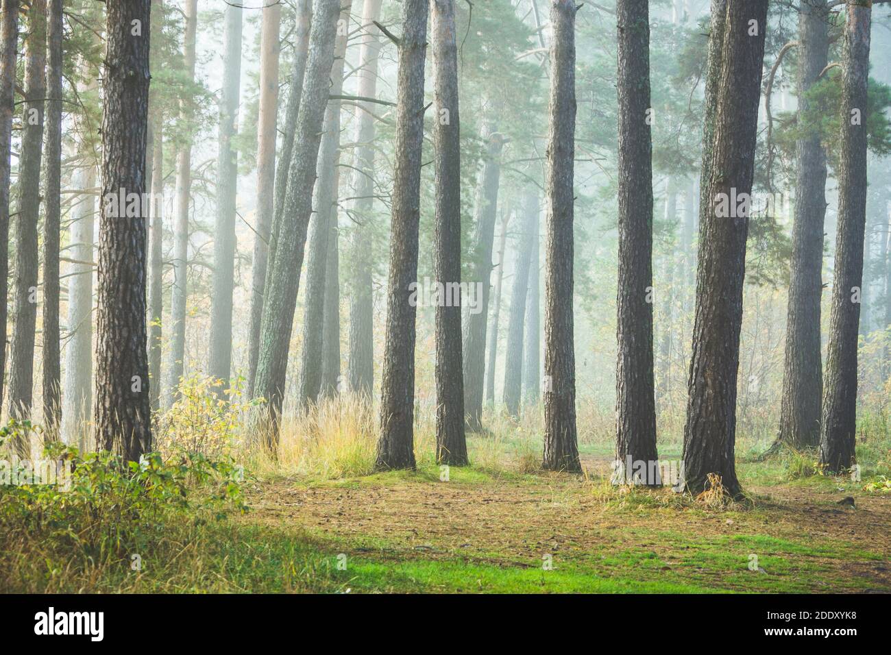 Pathway through beautiful forest with different trees Stock Photo - Alamy