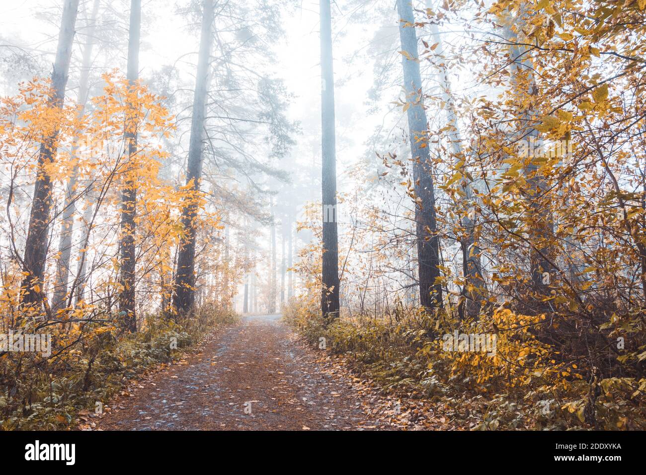 Pathway through beautiful forest with different trees Stock Photo - Alamy