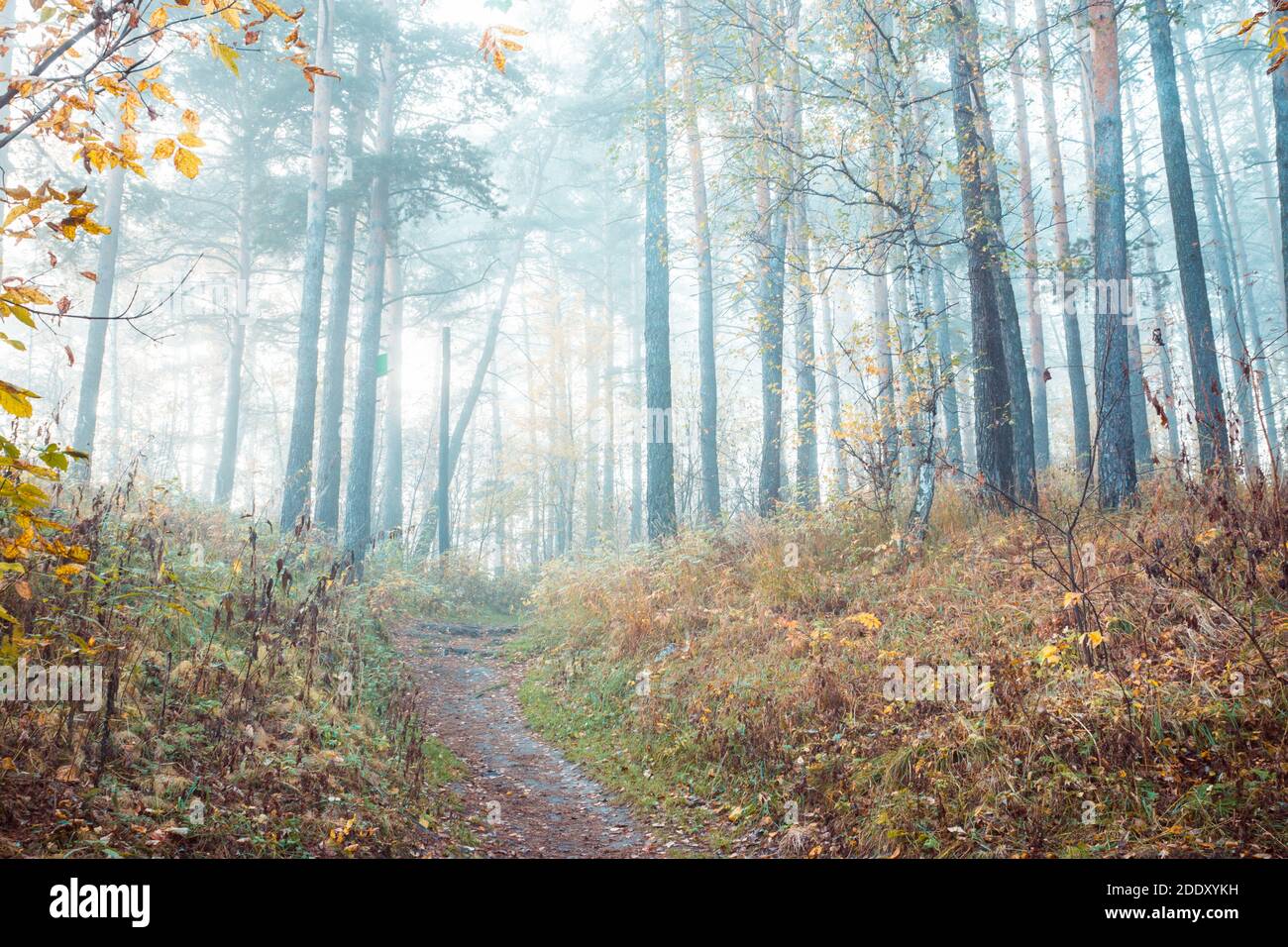 Pathway through beautiful forest with different trees Stock Photo - Alamy