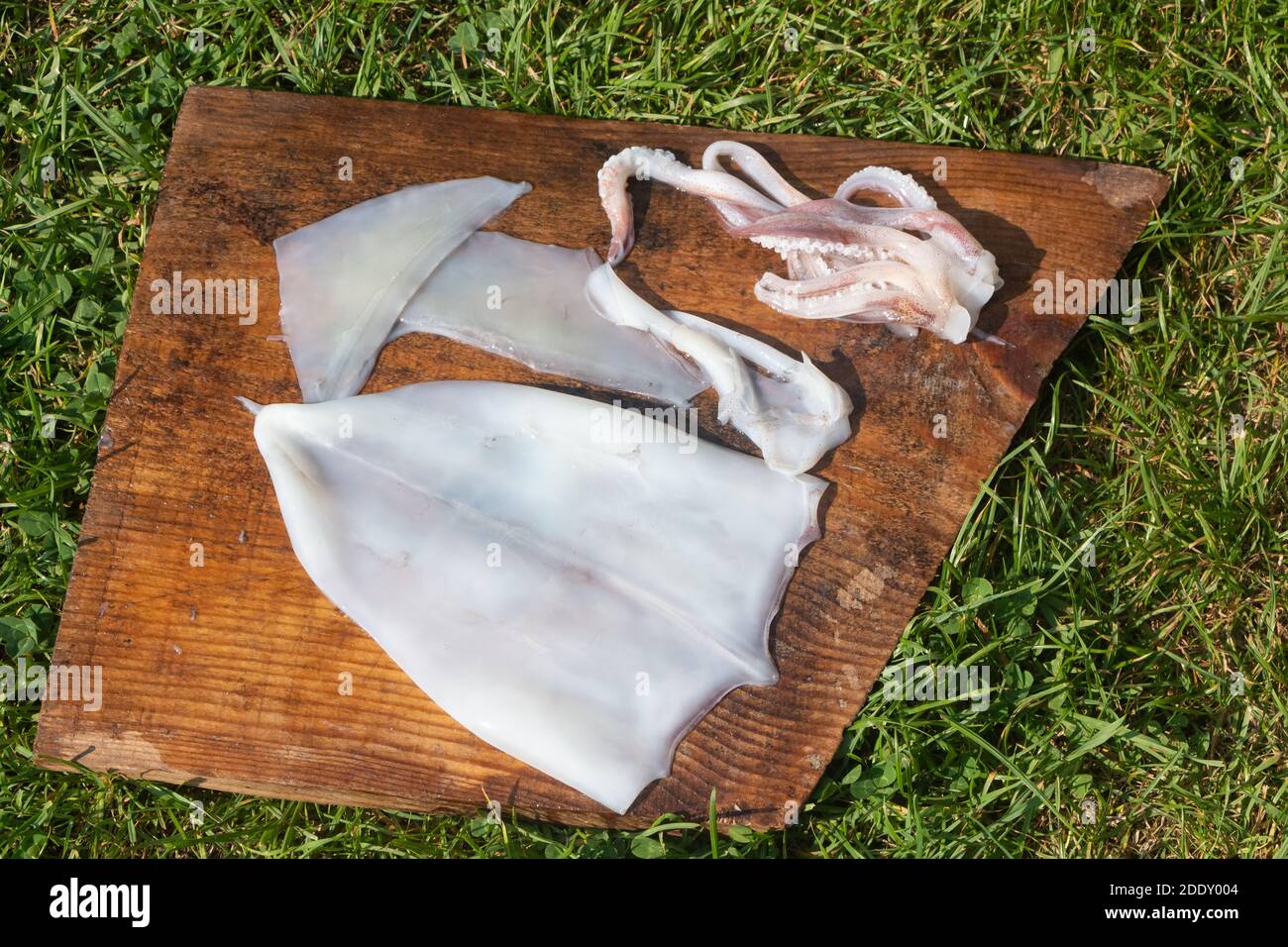 Pieces of squid after cleaning by a fisherman Stock Photo - Alamy