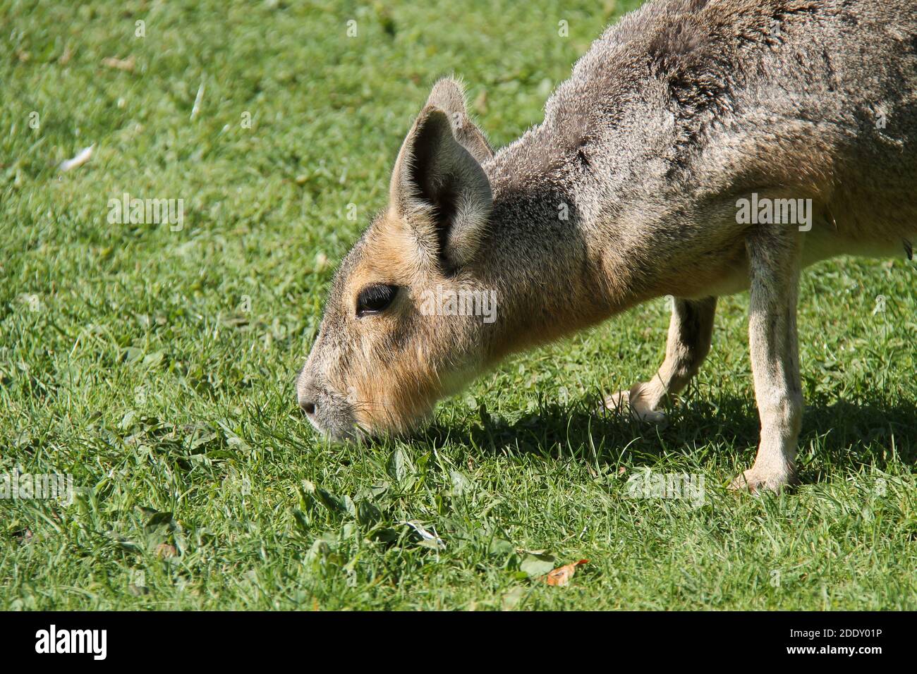 A Mara Patagonian Hare Grazing in a Grass Meadow Stock Photo - Alamy