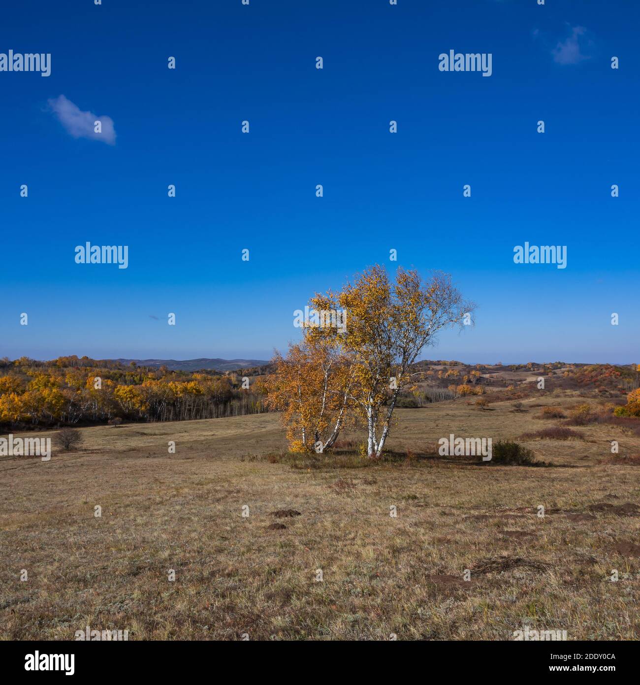 Inner Mongolia scenery Stock Photo - Alamy
