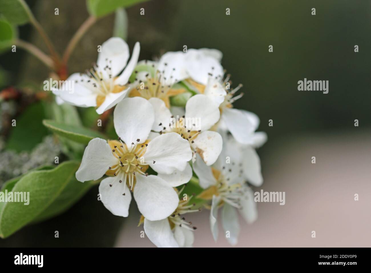 Pear tree, Pyrus communis, variety Beech Hill flowers at the end of a ...