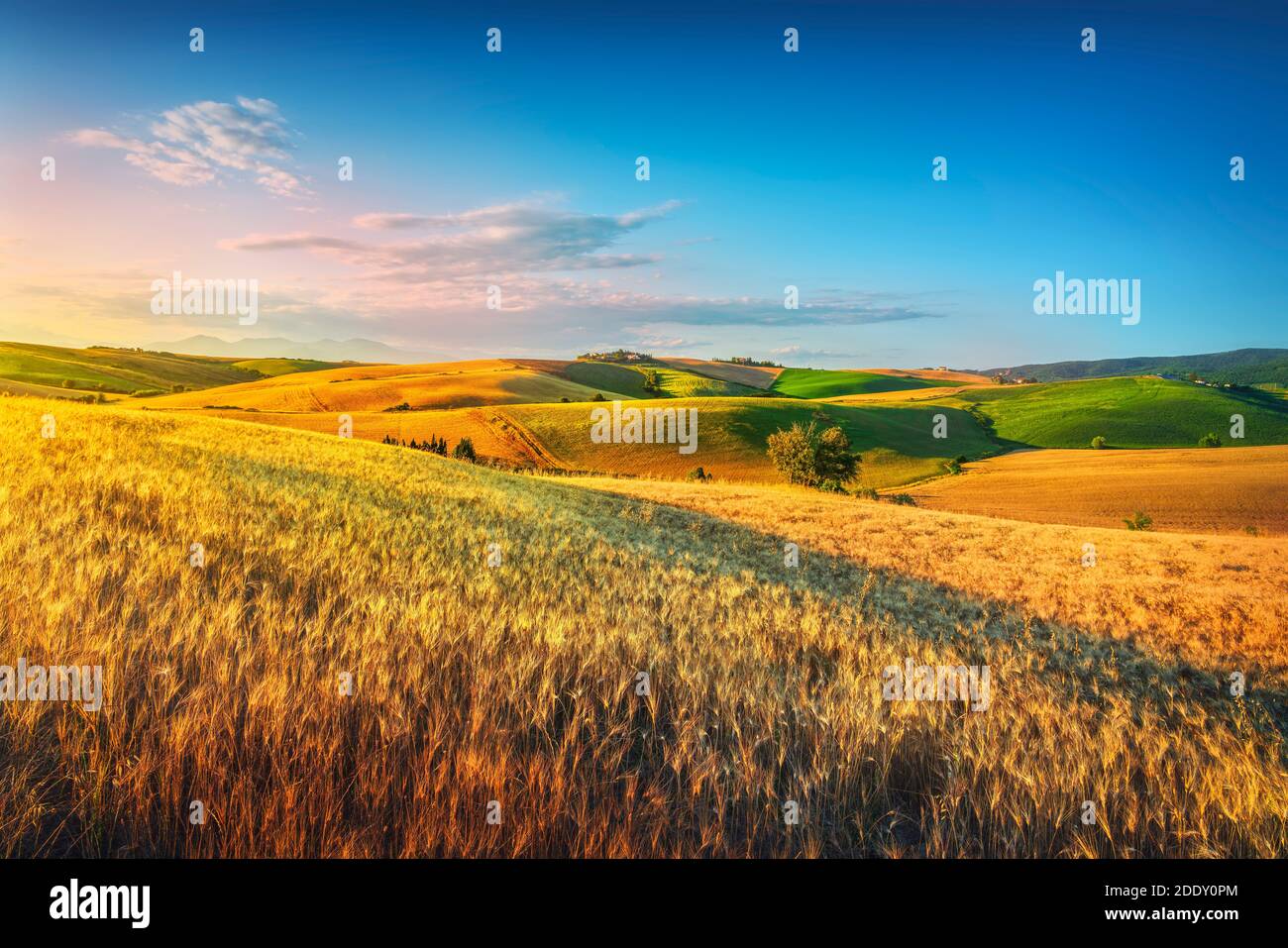 Tuscany countryside panorama, rolling hills and wheat fields at sunset ...