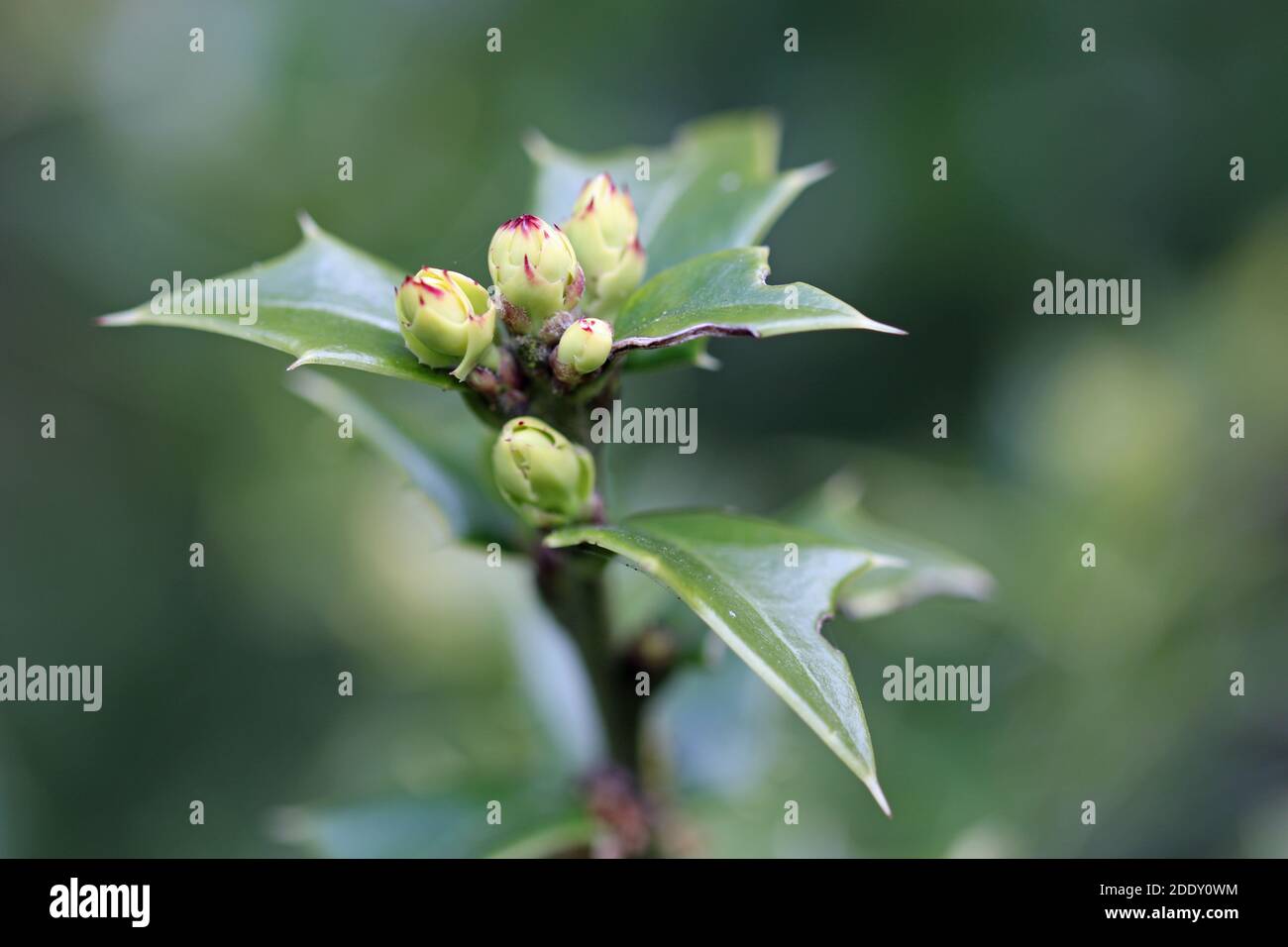 Perny holly, Ilex pernyi, terminal leaf buds with red margins and ...