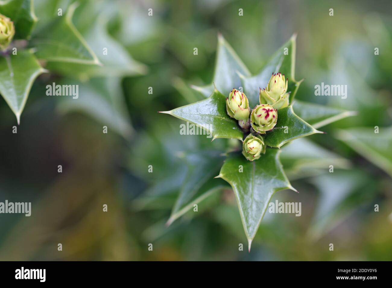 Perny holly, Ilex pernyi, terminal leaf buds with red margins and ...