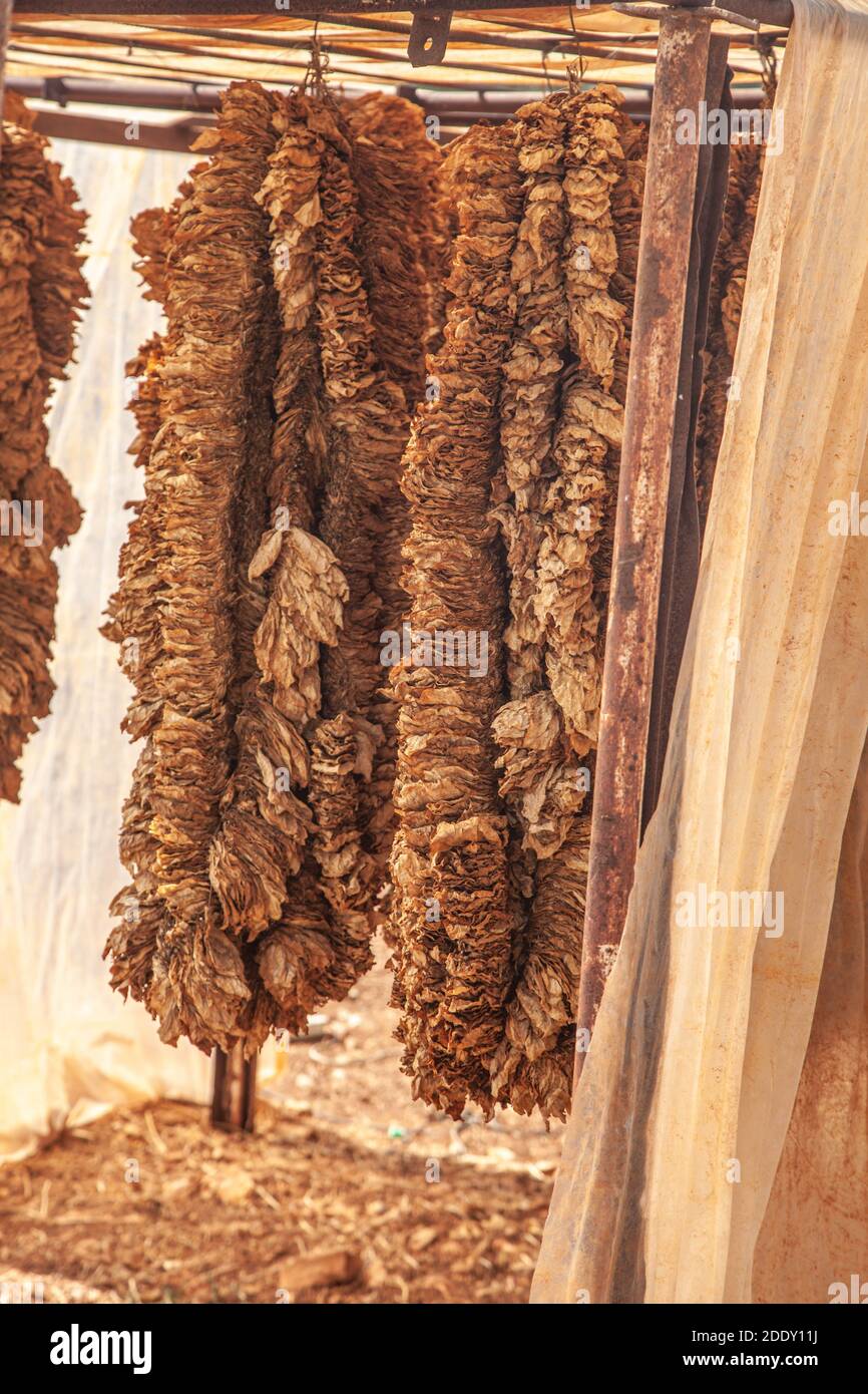 Dry Tobacco Plants hanged out in a Farm in a Lebanese Southern Village ...